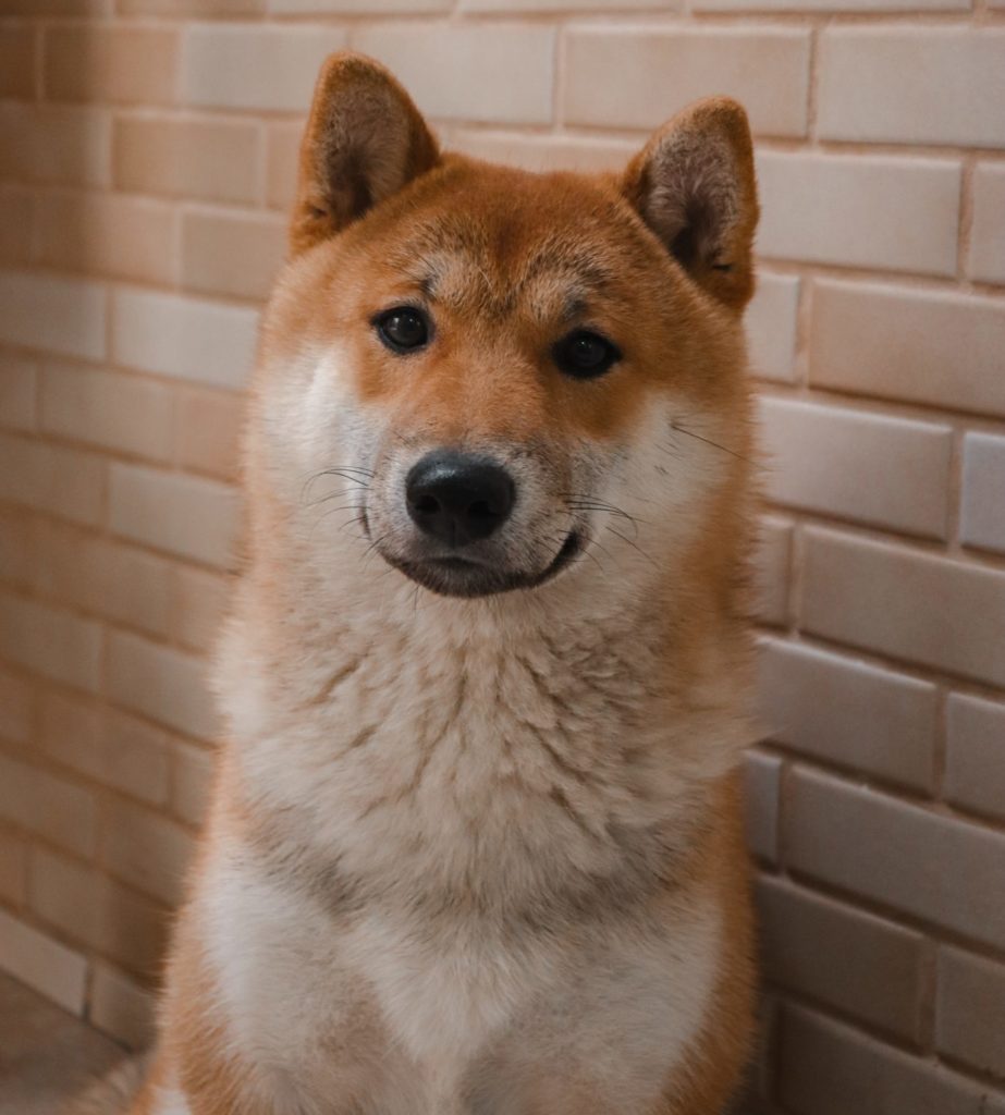 Nice Doggo : r/doggos