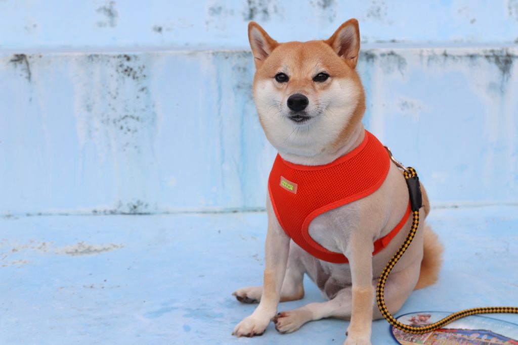 DogePal Creator Clarifies On "Random Anonymous Tipping" - Crypto Block Wire